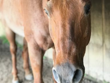Riding High Farm - Home
